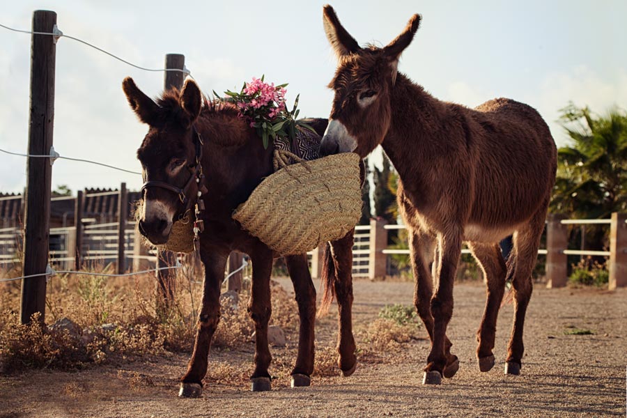 Entdecken Sie die wunderschöne Natur bei einer Eselwanderung - Can Paulino